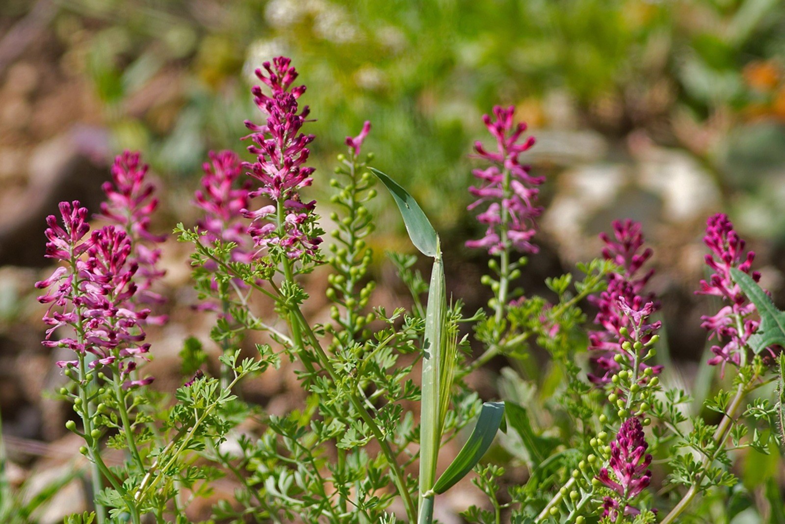 Fumaria officinalis L. [Fumariaceae] - Tilki kişnişi - Blog - Avicenna